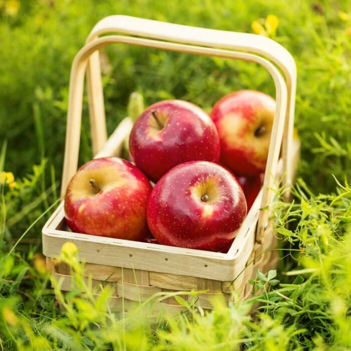 Home - EGY Fresh Farm